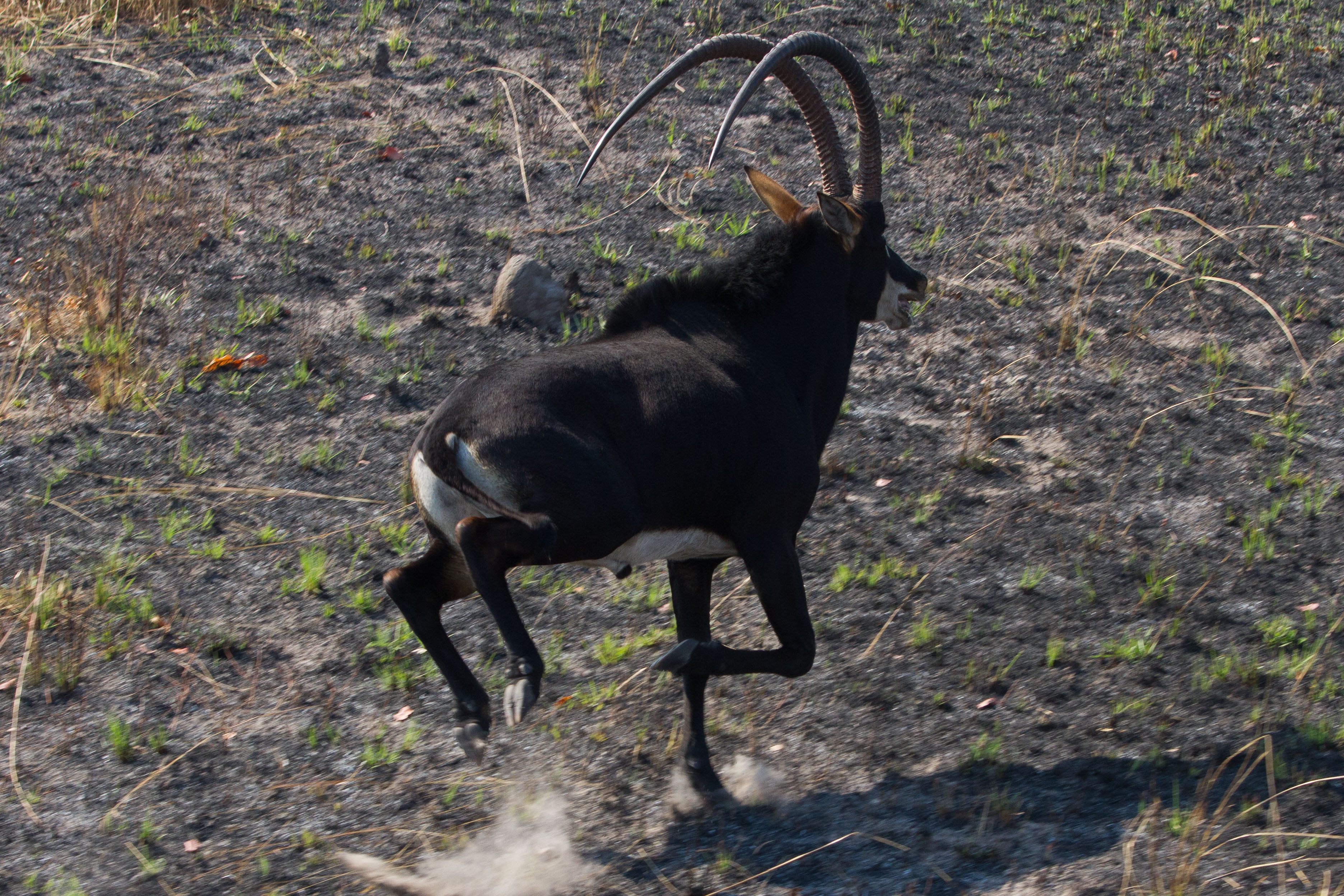 Update – Giant Sable project – SCI Royal Nordic Chapter